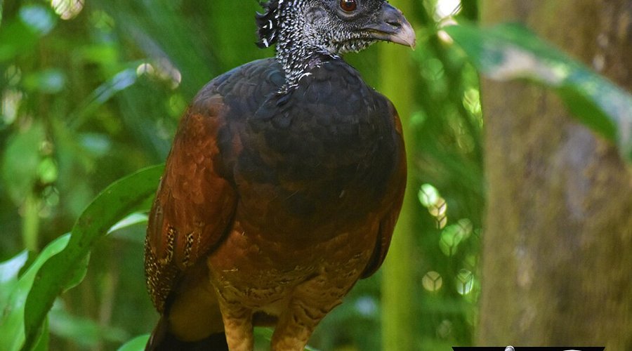 Excellence Cruise Ship Excursions - Belize Shore Excursions
